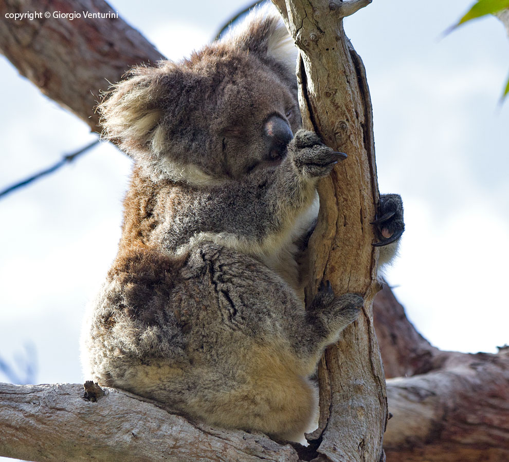 Untitled Document [www.giorgioventurini.net]