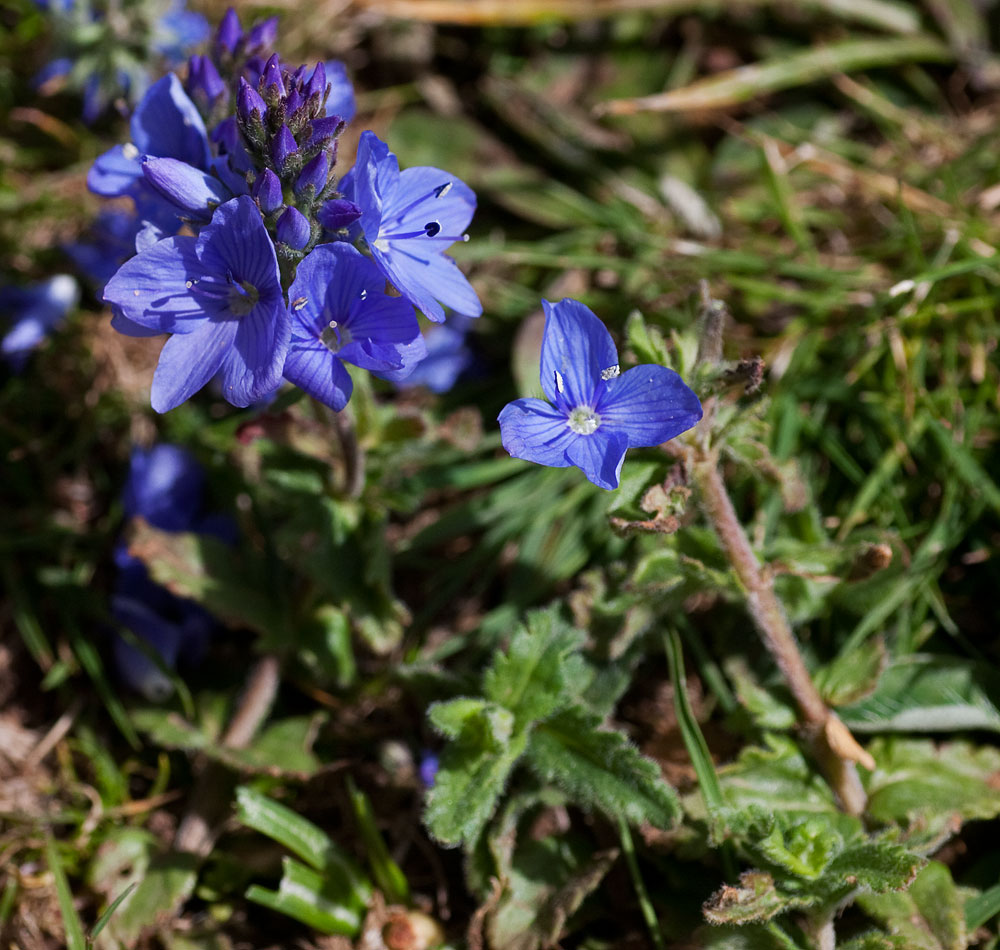 Veronica austriaca
